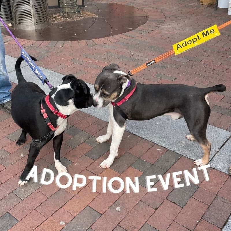 Adoption Event Pet Meadow Hamilton | SAVE Animal Shelter