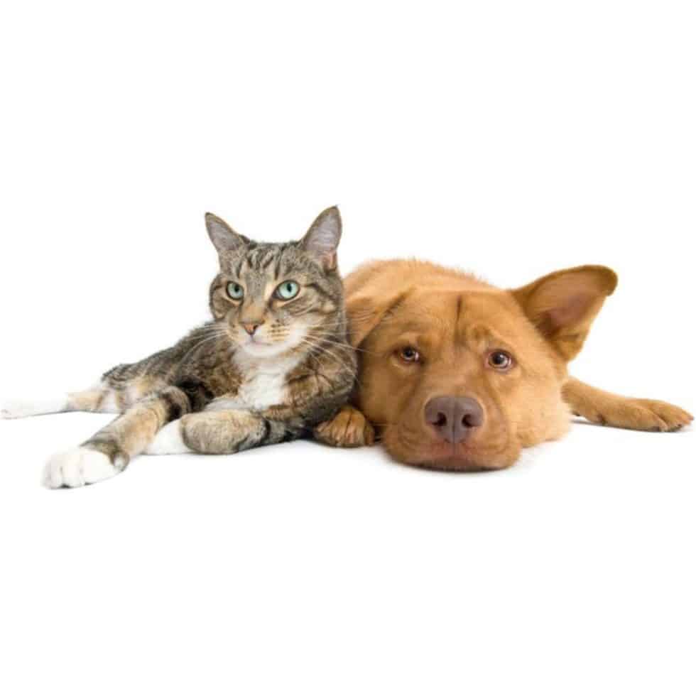 Animal Shelter Adoption Greater Princeton Area NJ | SAVE Animal Shelter
