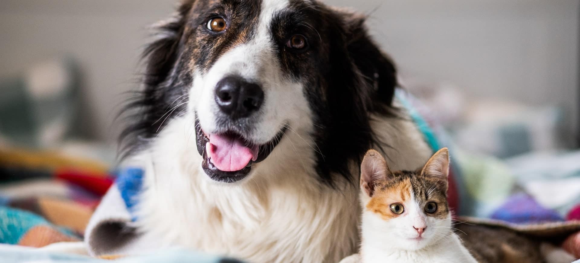 Adopt a Dog at SAVE Animal Rescue Greater Princeton Area NJ