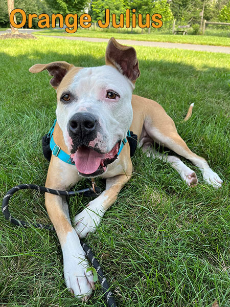 Adopt a Dog at SAVE Animal Rescue Greater Princeton Area NJ