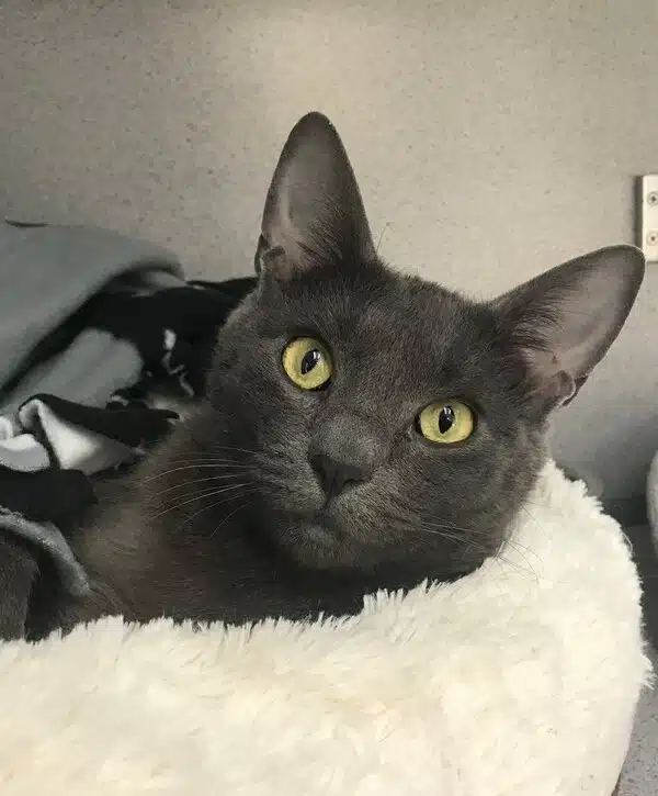 Adopt a Cat at SAVE Animal Rescue Greater Princeton Area