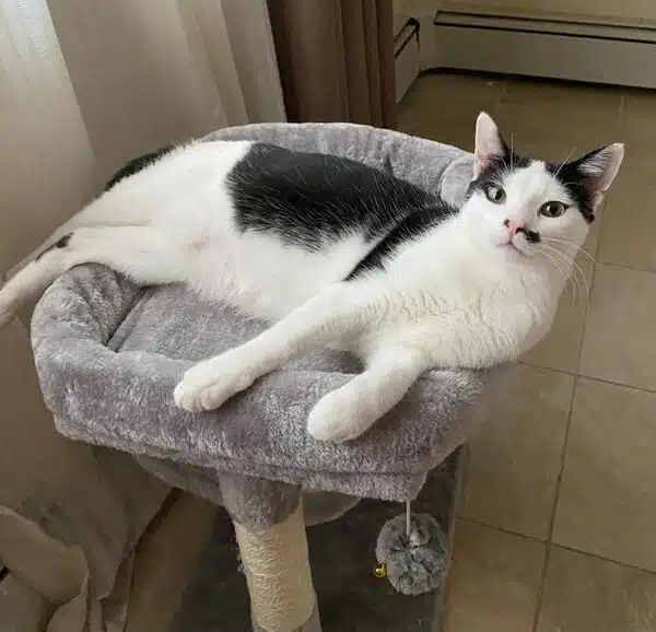 Adopt a Cat at SAVE Animal Rescue Greater Princeton Area